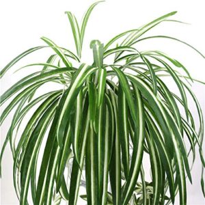 GWOKWAI 2Pcs Artificial Chlorophytum, 25.5in Faux Plant Hanging Basket Simulation Ivy Green Leaves Fake Wall Hanging Plants for Home Garden Office Verandah Wedding Decoration