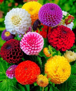 seeds dahlia pompon mix flower annual beautiful outdoor garden cut for planting non gmo