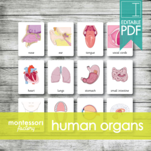 human organs • montessori cards • flash cards • three part cards • nomenclature cards • educational material • montessori printable • editable pdf