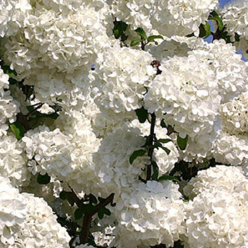 Chinese Snowball Viburnum (2.5 Gallon) Flowering Semi-Evergreen Shrub with White Hydrangea-Like Blooms - Full to Part Sun Live Outdoor Plant…