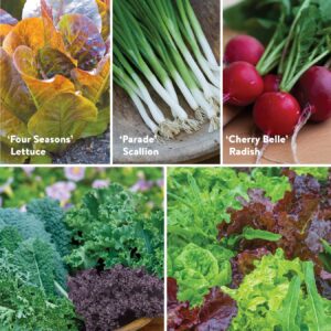 Burpee Salad Garden Collection 10 Packets of Non-GMO 4 Lettuce Varieties Tomato, Radish, Spinach, Kale, Scallions & Mesclun Mix | Seeds for Planting Vegetables