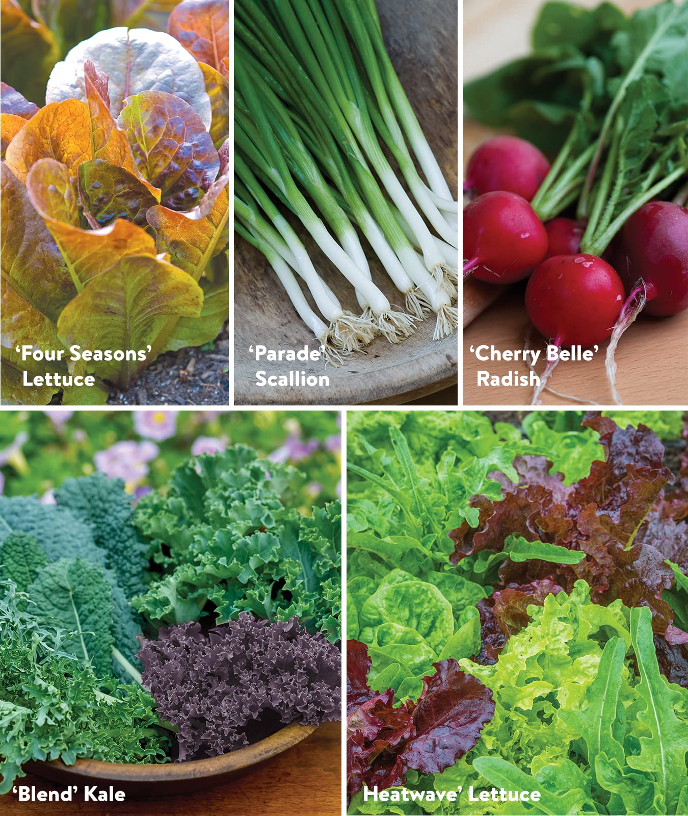 Burpee Salad Garden Collection 10 Packets of Non-GMO 4 Lettuce Varieties Tomato, Radish, Spinach, Kale, Scallions & Mesclun Mix | Seeds for Planting Vegetables