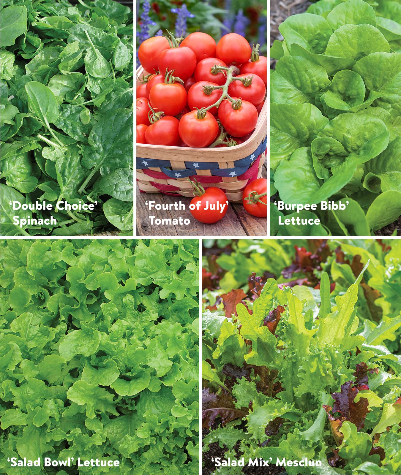 Burpee Salad Garden Collection 10 Packets of Non-GMO 4 Lettuce Varieties Tomato, Radish, Spinach, Kale, Scallions & Mesclun Mix | Seeds for Planting Vegetables