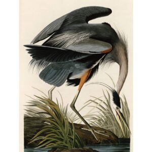 artery8 audubon birds great blue heron painting premium wall art canvas print 18x24 inch