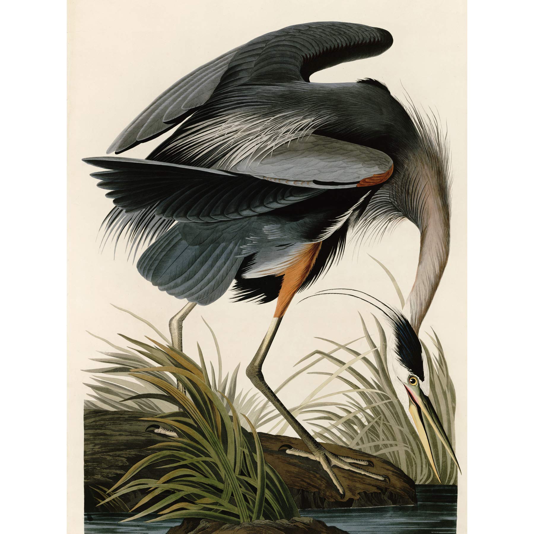 Artery8 Audubon Birds Great Blue Heron Painting Premium Wall Art Canvas Print 18X24 Inch