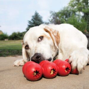 KONG - Ring and Goodie Ribbon - Durable Rubber Dog Chew Toy and Treat Dispensing Toy - for Small Dogs