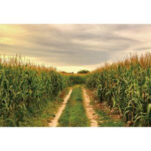 yongfoto 10x8ft autumn farmland backdrop green cornfield scene photography background nature landscape rural small road countryside fall harvest theme party decor kids adult portrait studio props