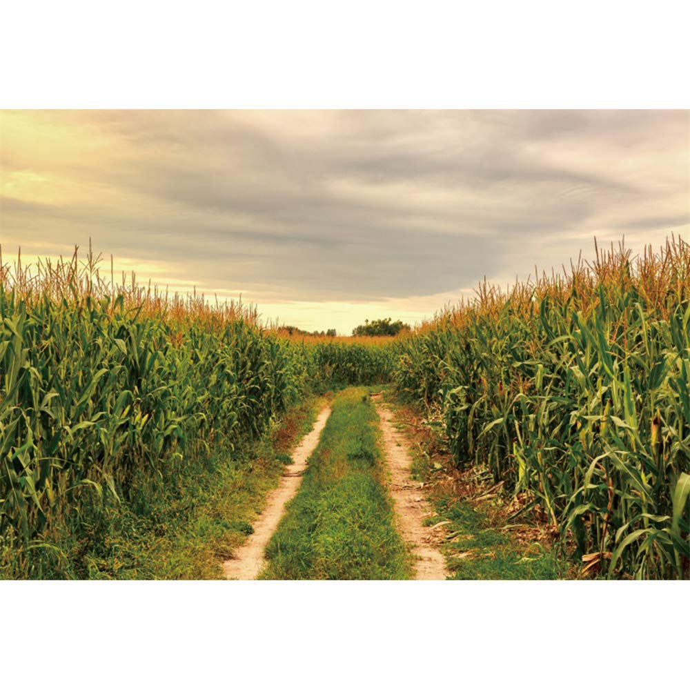 YongFoto 10x8ft Autumn Farmland Backdrop Green Cornfield Scene Photography Background Nature Landscape Rural Small Road Countryside Fall Harvest Theme Party Decor Kids Adult Portrait Studio Props