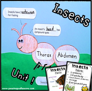 insects