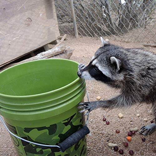 Shelter Pets: Stella the Raccoon - 10" Raccoons Plush Toy Stuffed Animals - Based on Real-Life Adopted Pets - Benefiting the Puppy and Dogs Animal Shelters They Were Adopted From- Trash Panda Plushies