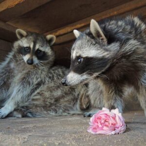 Shelter Pets: Stella the Raccoon - 10" Raccoons Plush Toy Stuffed Animals - Based on Real-Life Adopted Pets - Benefiting the Puppy and Dogs Animal Shelters They Were Adopted From- Trash Panda Plushies