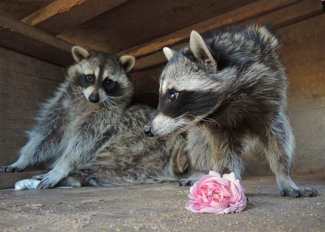 Shelter Pets: Stella the Raccoon - 10" Raccoons Plush Toy Stuffed Animals - Based on Real-Life Adopted Pets - Benefiting the Puppy and Dogs Animal Shelters They Were Adopted From- Trash Panda Plushies