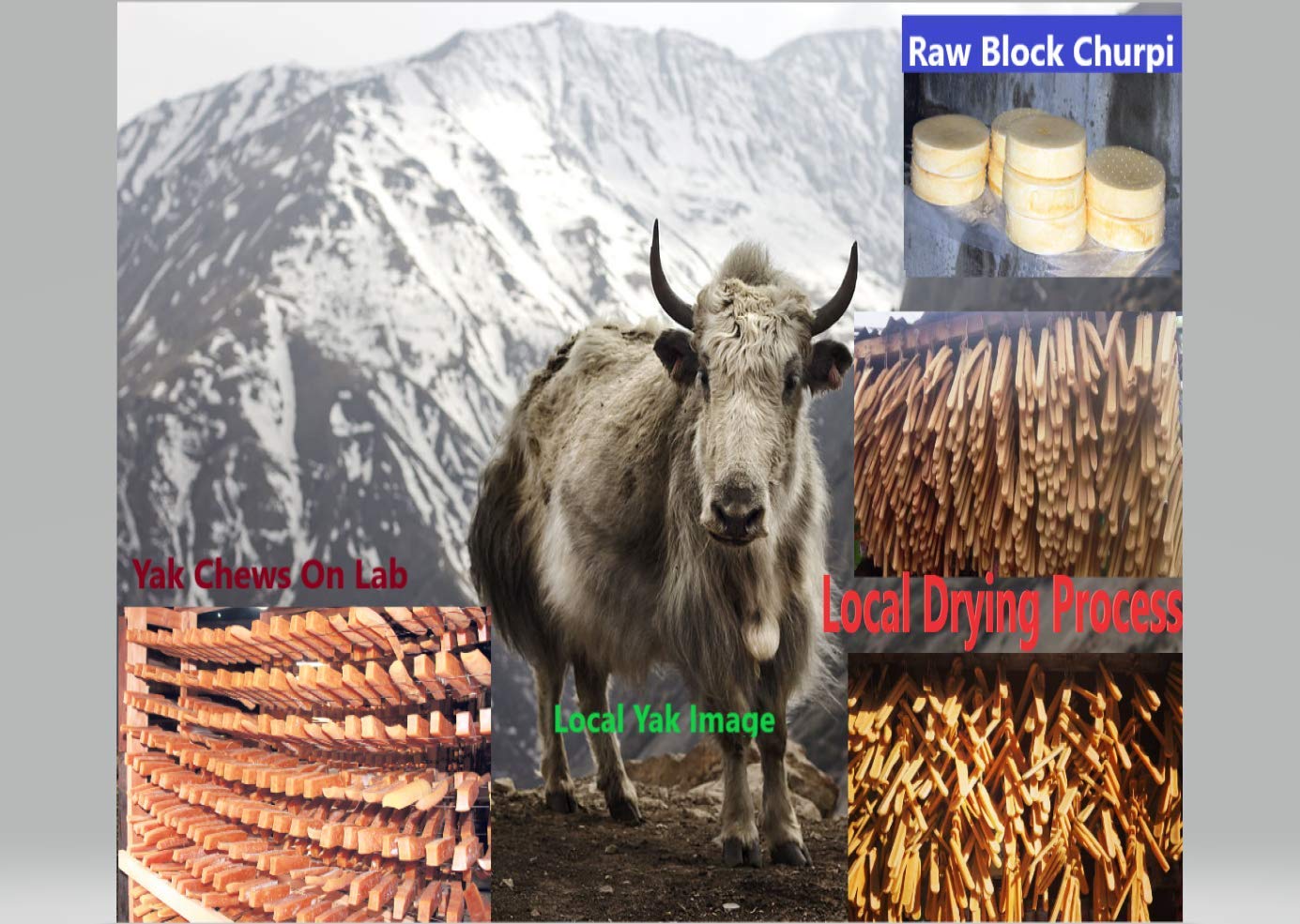 Snow Hill Yak Cheese Dog Chews Monster XXL 1 lb Long Lasting Protein-Rich Fresh Yaky Cheese Golden Bone Treat Improved Oral Health of Dogs - Himalayas, Nepal