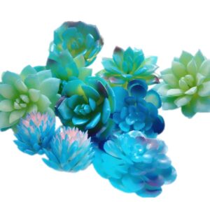 Veronica Key Artificial Blue Succulent Plants Plastic Fake Flower Arrangement for Home Garden Office Desk Decoration Pack of 10