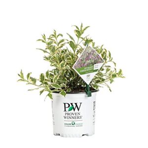 1 gallon my monet purple effect (weigela) live plant, purple flowers