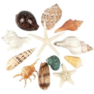 12 pcs large seashells mixed beach sea shells and ocean natural starfish,natural colorful sea shells starfish up to 6.5 inch, perfect for beach theme party home decor diy crafts fish tank decorations