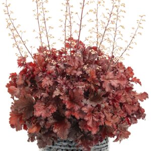 Proven Winners HEUPWP2147800 Dolce Cherry Truffles Coral Bells Live Plant, 4.5 in. Quart, Red Foliage