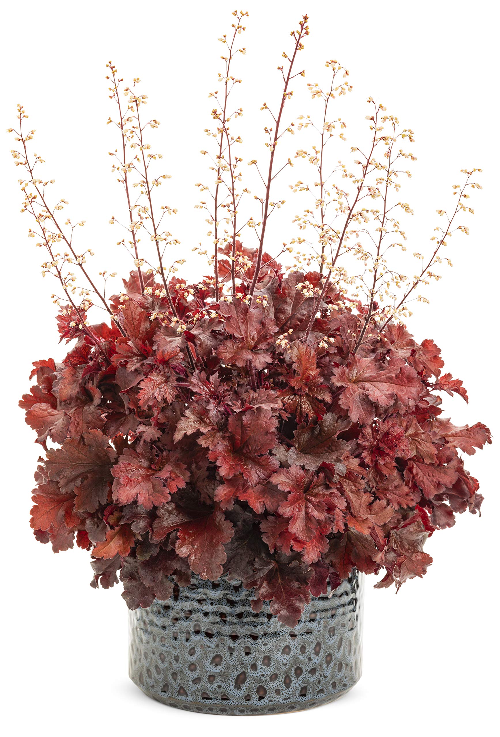 Proven Winners HEUPWP2147800 Dolce Cherry Truffles Coral Bells Live Plant, 4.5 in. Quart, Red Foliage