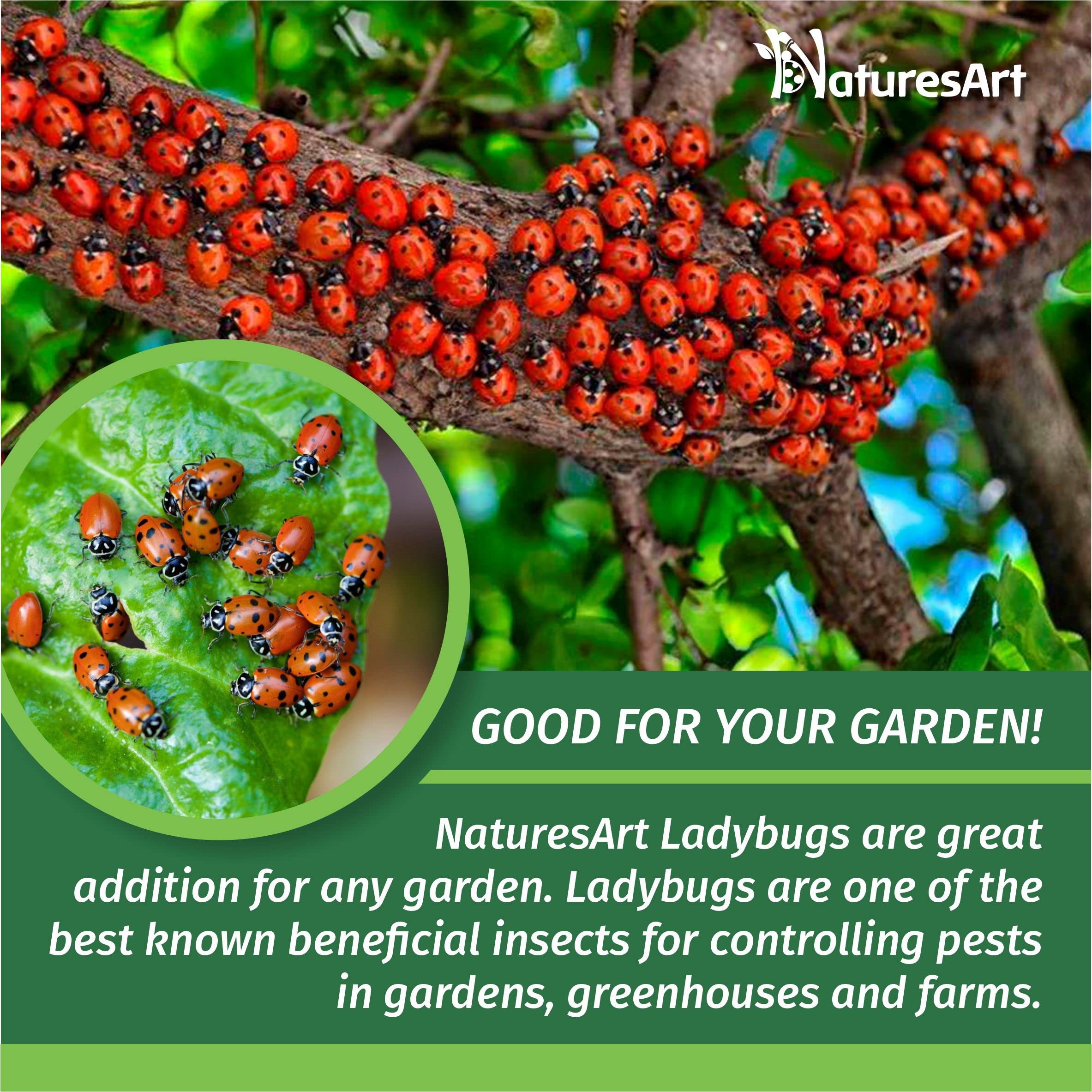 NaturesArt 3000 Live Ladybugs - Good Bugs for Garden - Ladybug - Guaranteed Live Delivery!