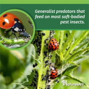 NaturesArt 3000 Live Ladybugs - Good Bugs for Garden - Ladybug - Guaranteed Live Delivery!