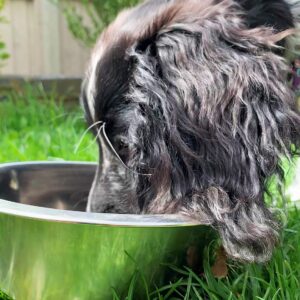 Snow Peak Unisex's Dog Bowl-Stainless Steel, Unset, Medium