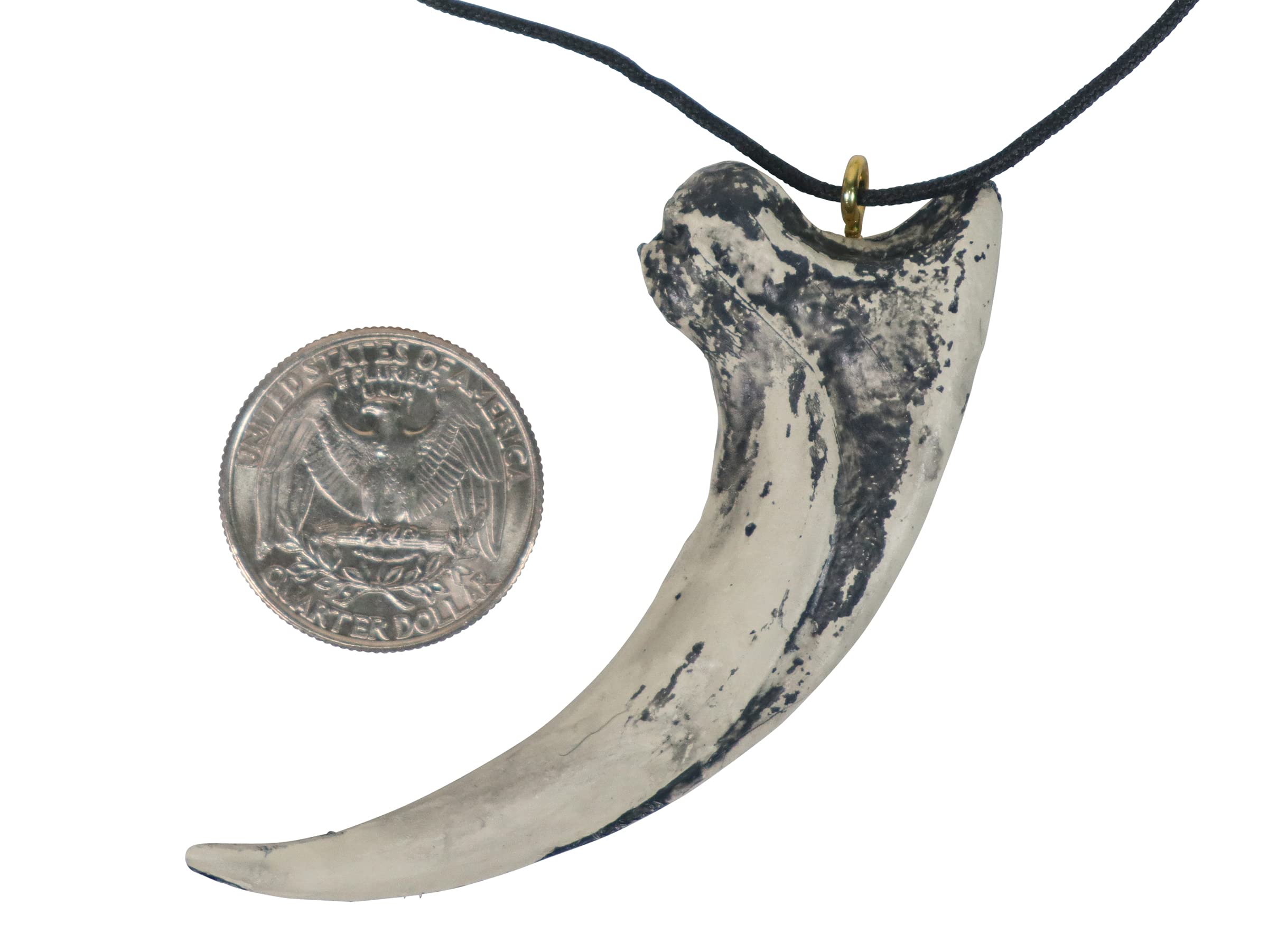 Mid-Land Scientific Deinonychus Dinosaur Claw Pendant Necklace (344-3)