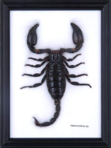 the giant thai forest scorpion (heterometrus spinifer) | framed arachnid wall decor | unique taxidermy collectables | 8 x 6 in.