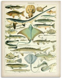 vintage french fish illustrations - poissons - by adolphe mallot - 11x14 unframed art print - great gift and decor for lake & beach house, cabin and fishermen under $15