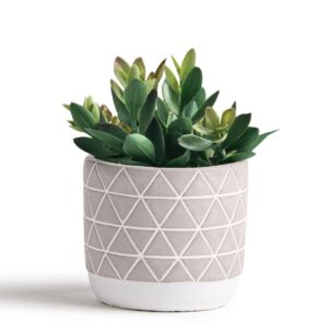 kurrajong farmhouse artificial plant | 8" fake plant for desk decor | artificial succulent in pot | fake succulent | faux plant indoor | succulent plant artificial | faux succulent for shelf decor