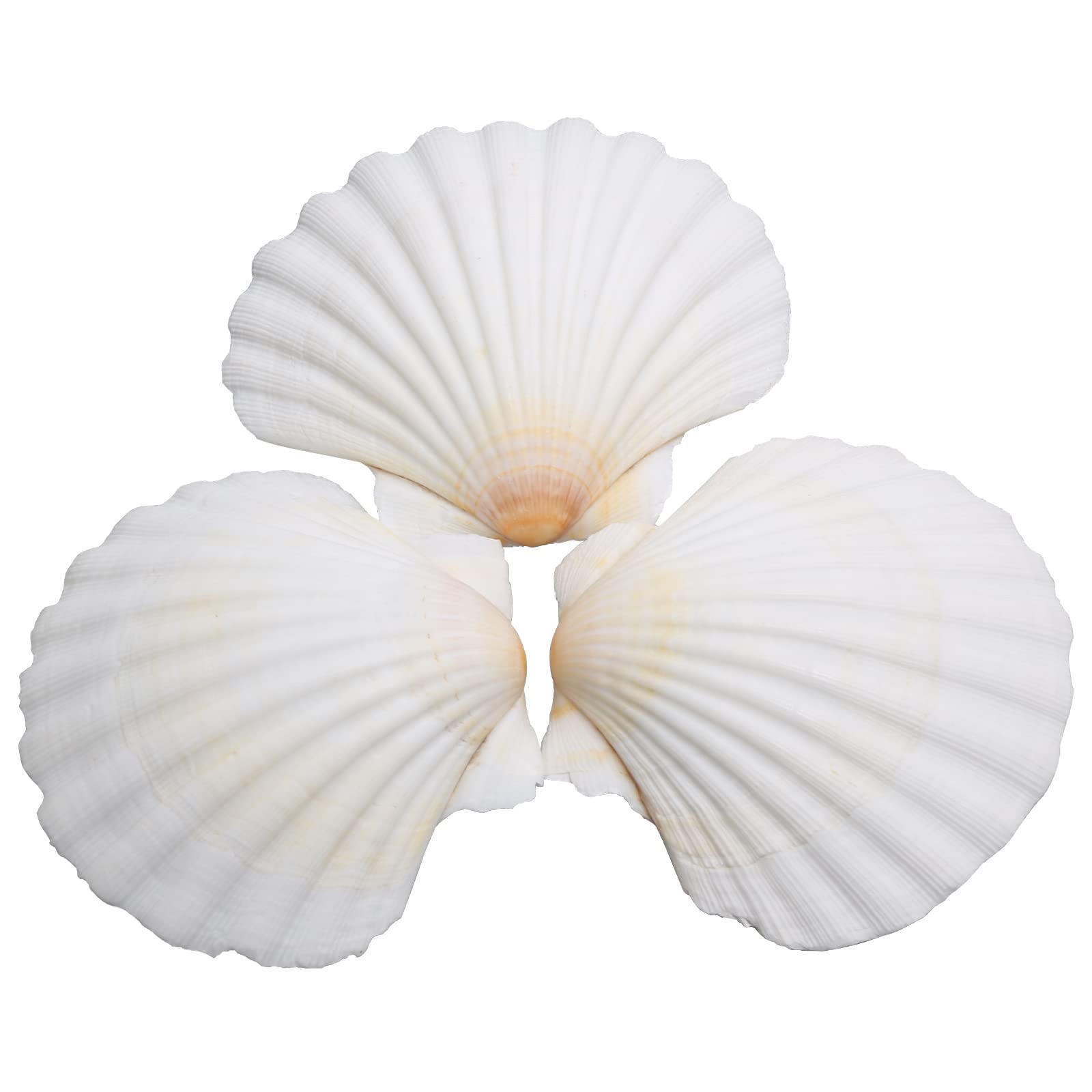 Lucky Baby 25pcs Scallop Shells for Crafts, 2-3 Inches White Large Natural Seashells for DIY Home Decor, Baking Shells for Serving Food