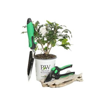 Proven Winners HIBPRC2417800 White Pillar Live Shrub 4.5" Quart