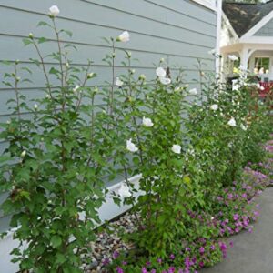 Proven Winners HIBPRC2417800 White Pillar Live Shrub 4.5" Quart