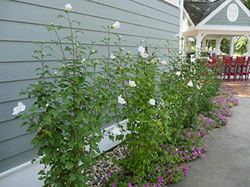 Proven Winners HIBPRC2417800 White Pillar Live Shrub 4.5" Quart