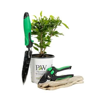 Proven Winners HIBPRC2417800 White Pillar Live Shrub 4.5" Quart