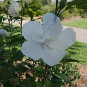 Proven Winners HIBPRC2417800 White Pillar Live Shrub 4.5" Quart