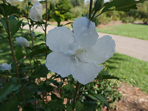 Proven Winners HIBPRC2417800 White Pillar Live Shrub 4.5" Quart