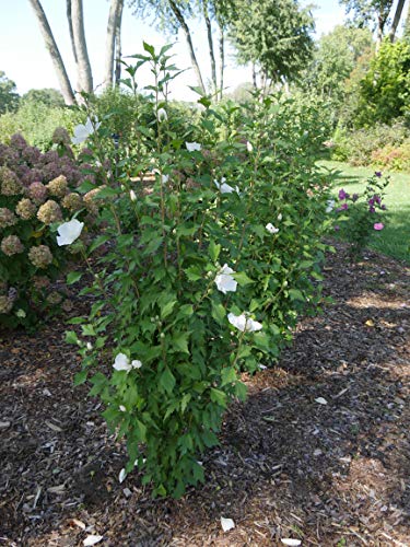 Proven Winners HIBPRC2417800 White Pillar Live Shrub 4.5" Quart