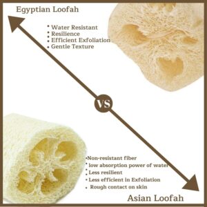 NileCart Egyptian Loofah Sponges Natural Exfoliating Body Wash Gourd, Loofah Bath Sponges for Skincare, Exfoliating Back Scrubber (One Whole Loofah 22")