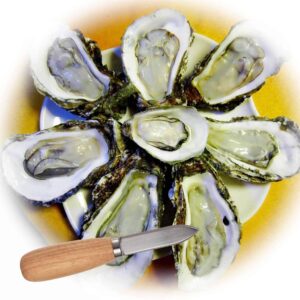 DOMG 10Pcs Oyster Clam Shucking Knife Opener with Wooden Handle