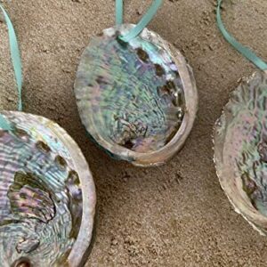 Tropical Small Abalone Seashell Christmas Tree Ornaments, Set of 3, Nautical and Beach Holiday Decor