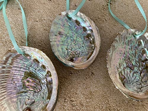 Tropical Small Abalone Seashell Christmas Tree Ornaments, Set of 3, Nautical and Beach Holiday Decor