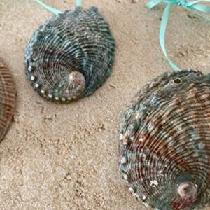 Tropical Small Abalone Seashell Christmas Tree Ornaments, Set of 3, Nautical and Beach Holiday Decor