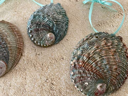 Tropical Small Abalone Seashell Christmas Tree Ornaments, Set of 3, Nautical and Beach Holiday Decor