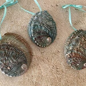 Tropical Small Abalone Seashell Christmas Tree Ornaments, Set of 3, Nautical and Beach Holiday Decor