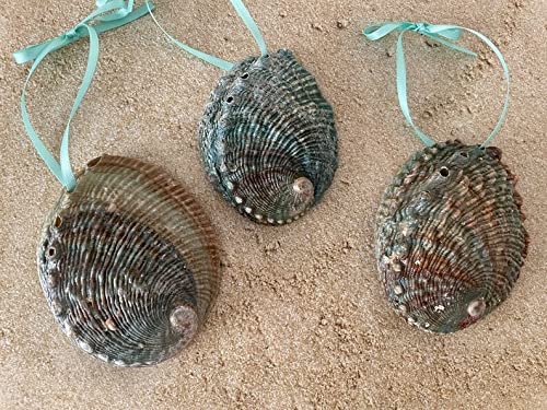 Tropical Small Abalone Seashell Christmas Tree Ornaments, Set of 3, Nautical and Beach Holiday Decor