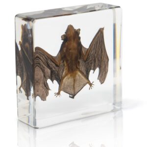 bat specimen- real bat specimen, encased animal specimen for science classrooms or gifts, by american heritage industries