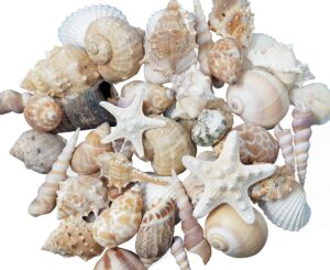 tumbler home medium sized shells in a delightful mix of whites, tans and pinks | 1 pound | perfect for crafts, beach home decor, weddings, vase filler and classrooms