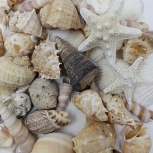 Tumbler Home Medium Sized Shells in a Delightful Mix of Whites, Tans and Pinks | 1 Pound | Perfect for Crafts, Beach Home Decor, Weddings, Vase Filler and Classrooms