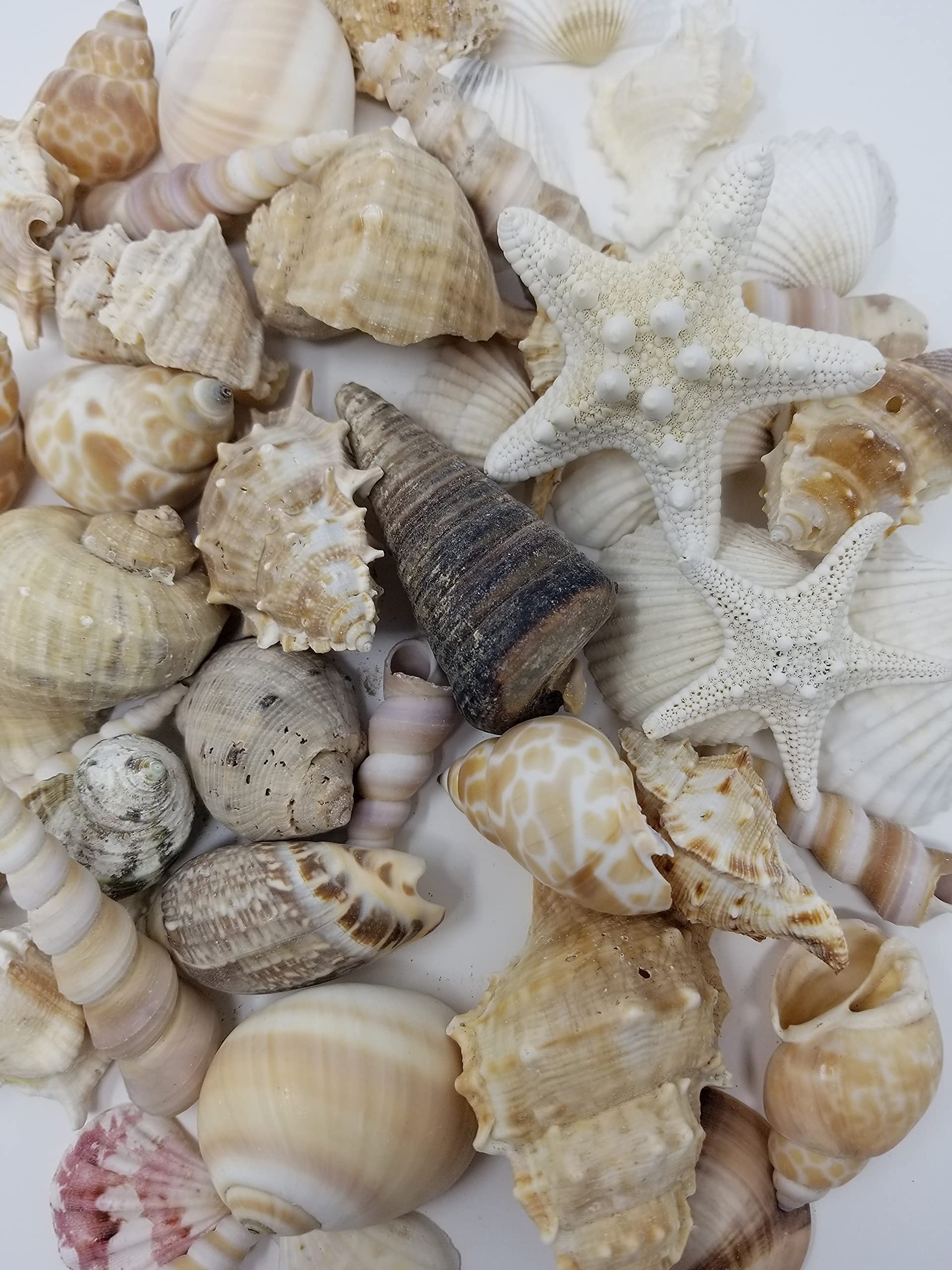 Tumbler Home Medium Sized Shells in a Delightful Mix of Whites, Tans and Pinks | 1 Pound | Perfect for Crafts, Beach Home Decor, Weddings, Vase Filler and Classrooms