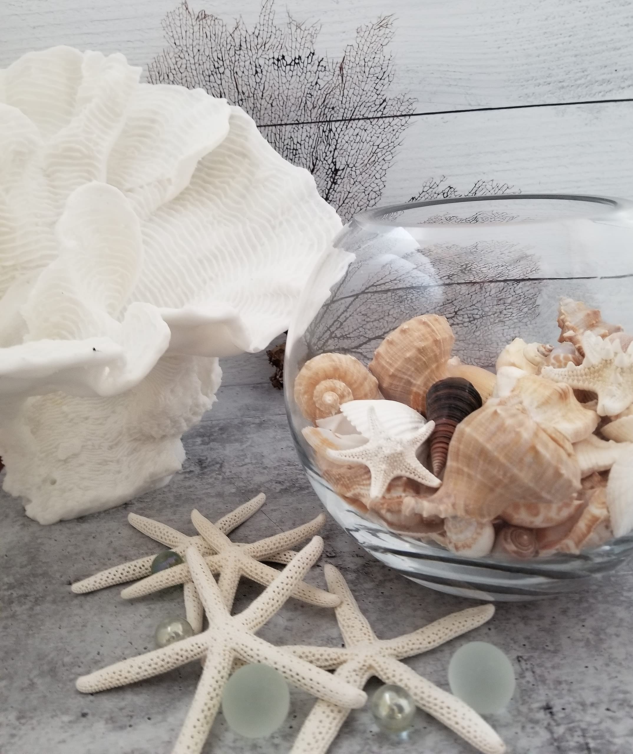 Tumbler Home Medium Sized Shells in a Delightful Mix of Whites, Tans and Pinks | 1 Pound | Perfect for Crafts, Beach Home Decor, Weddings, Vase Filler and Classrooms